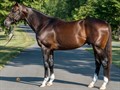 Forte - Stallion Register Online