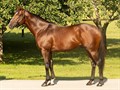 Annapolis - Stallion Register Online